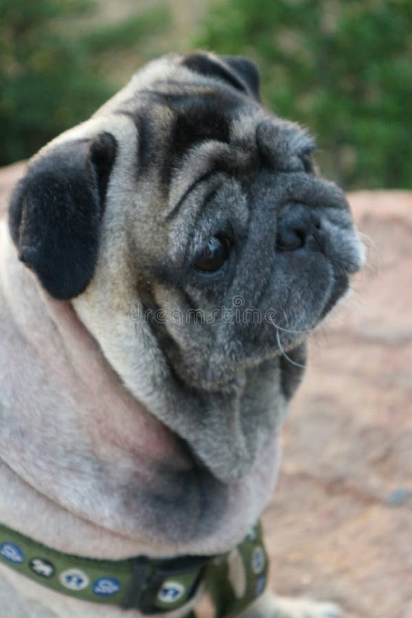 Pug Dog is Cute and Fat Face Stock Image - Image of face, cute: 134422319