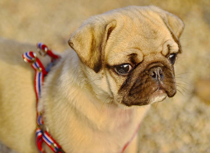 Pug dog stock image. Image of young, animal, nature, closeup - 36501459