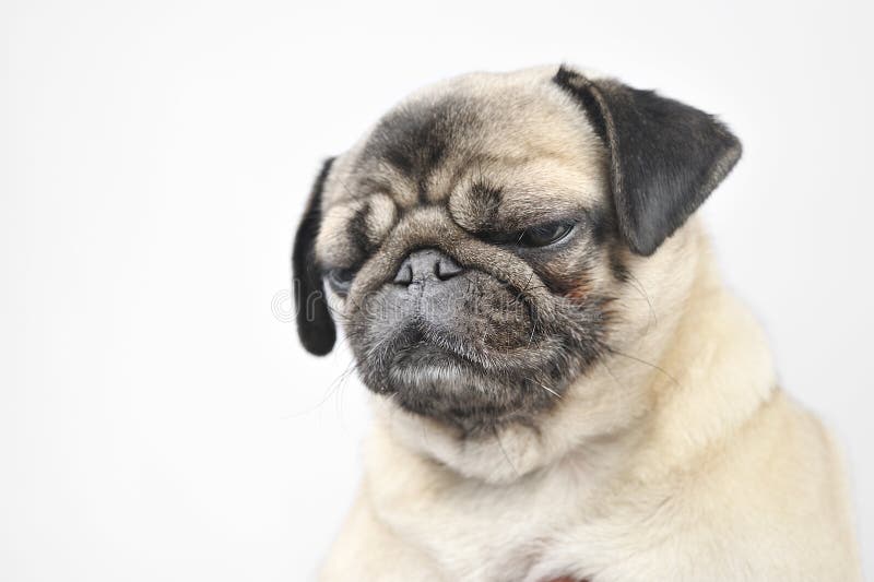 Pug dog stock image. Image of wrinkly, white, ugliness - 49209347