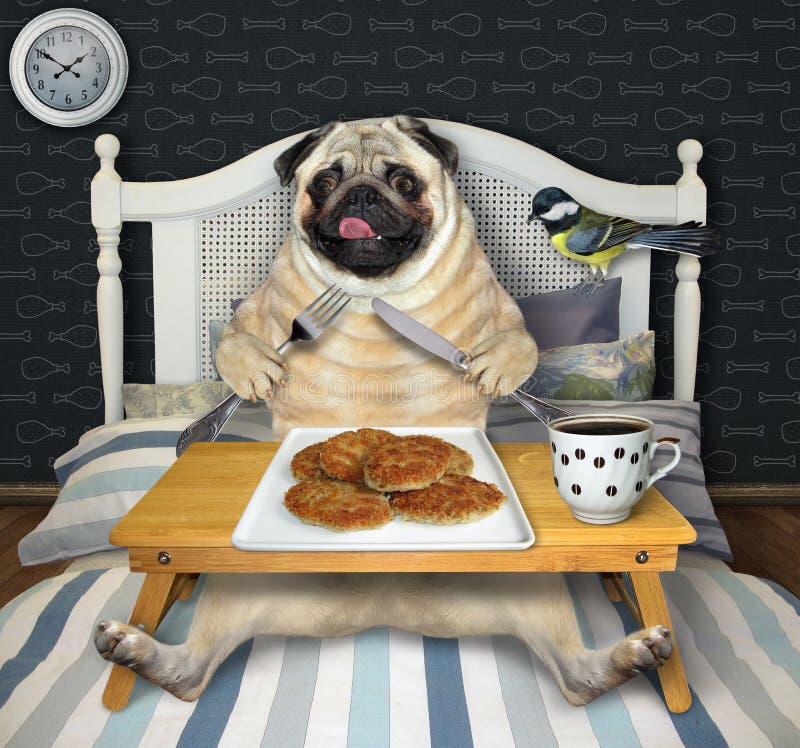 183 Pug Coffee Stock Photos - Free & Royalty-Free Stock Photos from ...