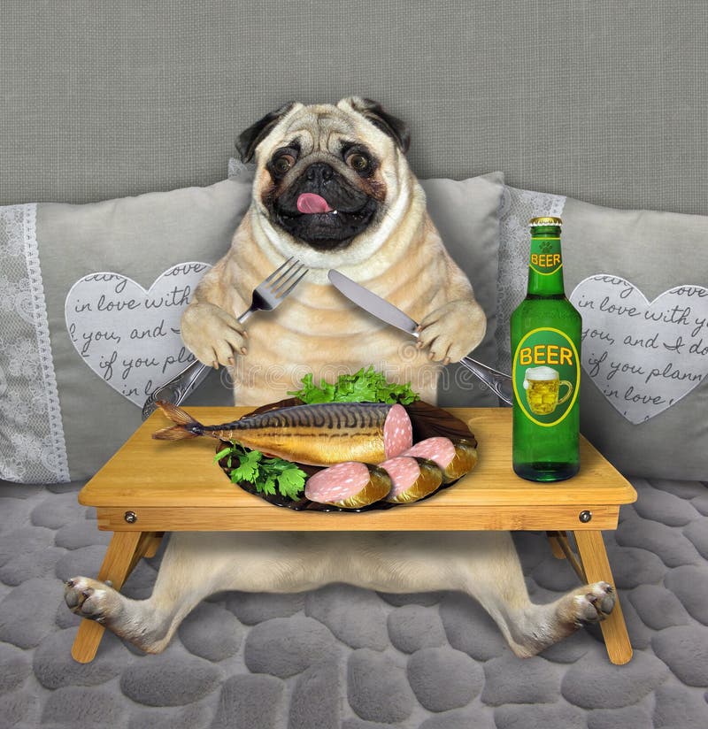 Pug Eats Stuffed Fish with Beer Stock Image - Image of grey, creative ...