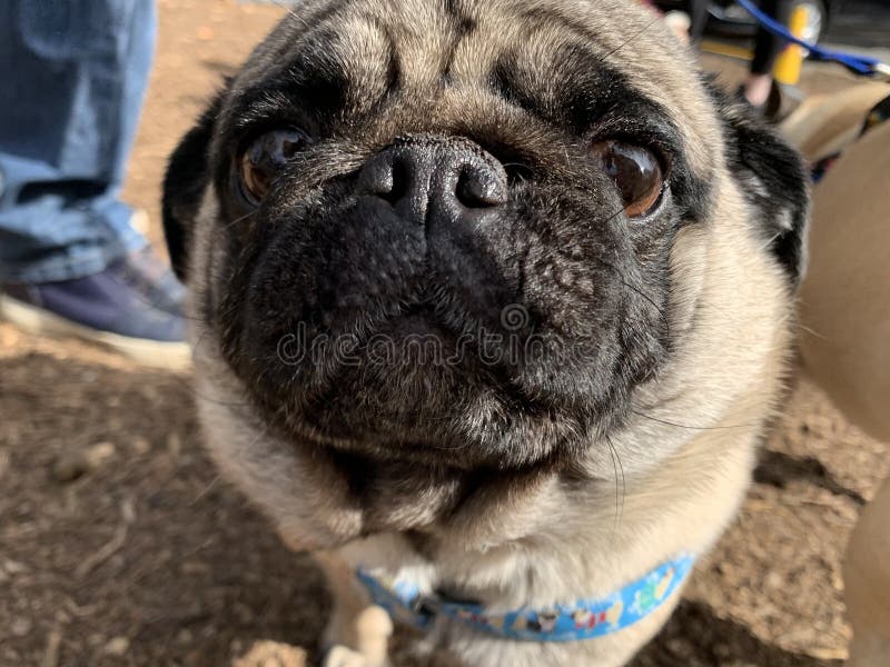 Pug dog face close up stock image. Image of face, male - 176664995
