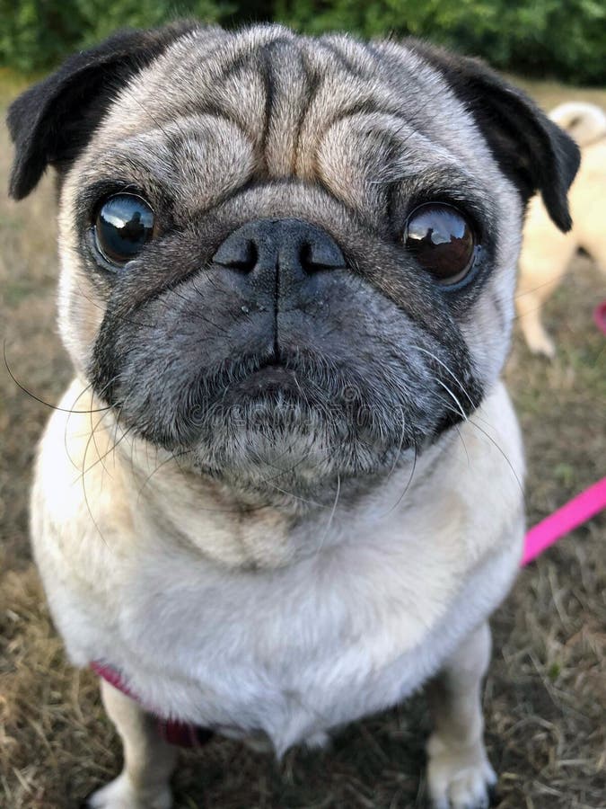 Pug Dog Face Close Up Sat Outside Stock Image - Image of lead, fashion ...