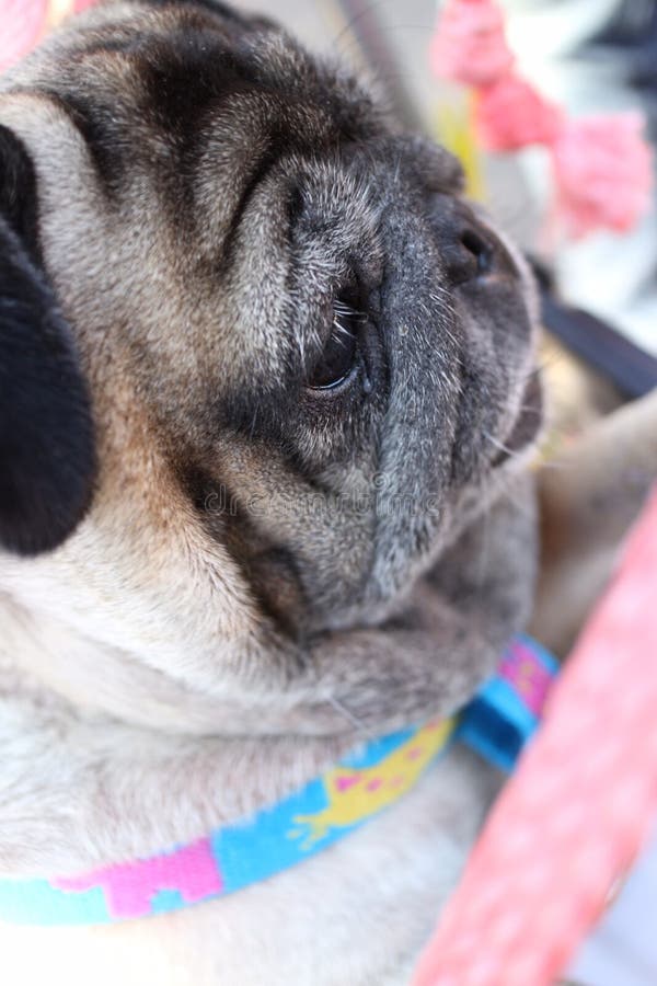 Pug Dog Fat Expression Very Sad Face Stock Photo - Image of face ...