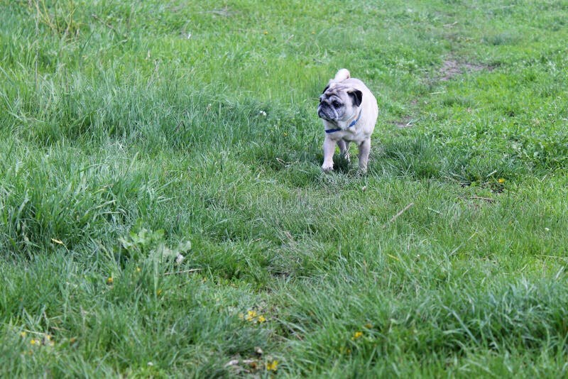 Pug dog on green grass stock photo. Image of cute, outdoor - 70924116