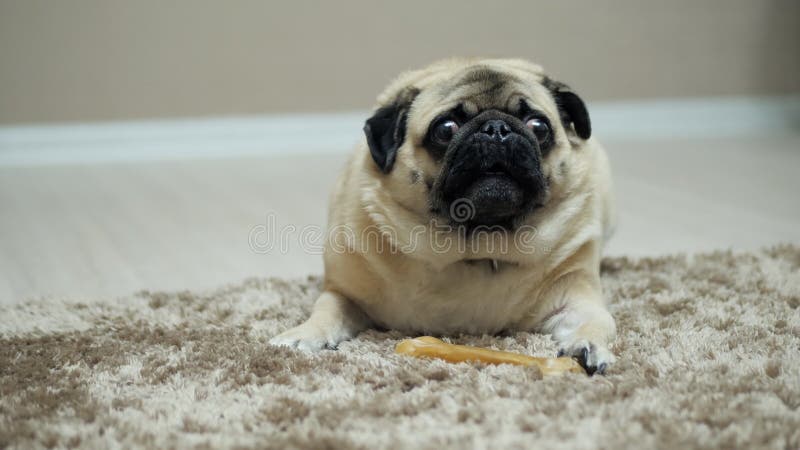 Pug Dog Growling and Indignant, Protects the Bone Stock Video - Video ...