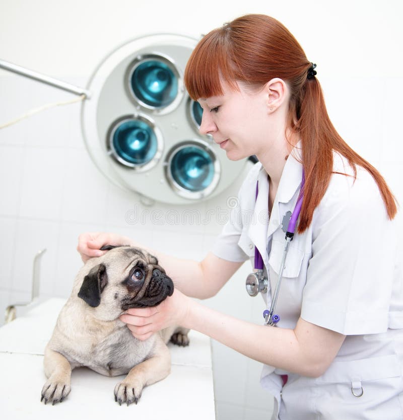Pug Dog Having a Check-up in His Ear by a Veterinarian Stock Image ...