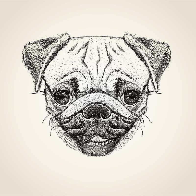 Pug Dog Head, Hand Drawn Illustration, Cute Pug Dog Portrait Stock ... Pug Dog Head, Hand Drawn Illustration, Cute Pug Dog Portrait Stock ...