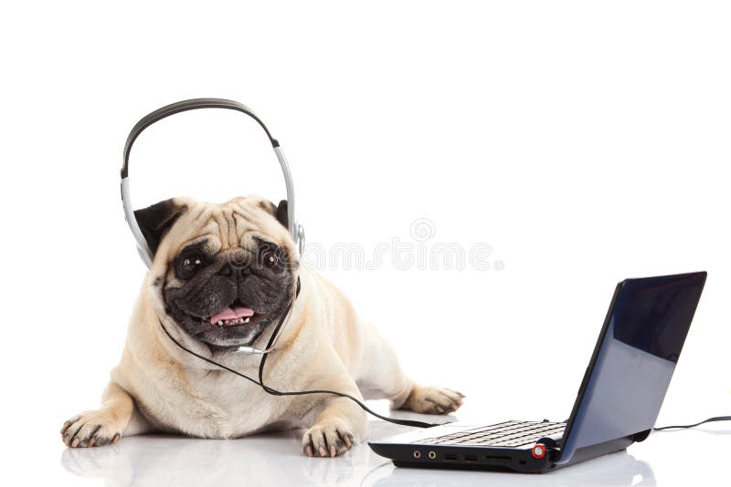 115 Dog Headset Laptop Stock Photos - Free & Royalty-Free Stock Photos ...