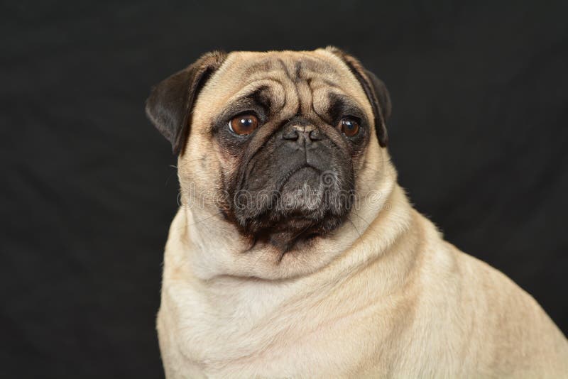 Pug Dog Headshot on a Black Background Stock Photo - Image of looking ...