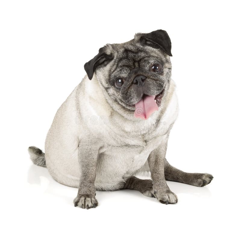 Pug dog stock image. Image of breed, grooming, gray, grey - 33038765