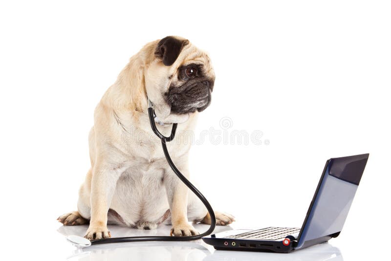 Funny Dog Doctor Computer Isolated White Background Stock Photos - Free ...