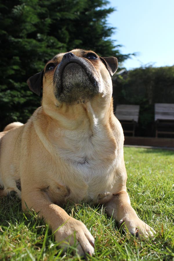 Pug Dog Laying on Grass Portrait Stock Image - Image of male, full ...