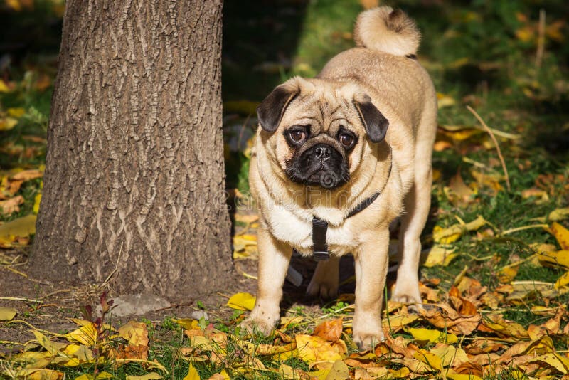 Pug Dog on the Leaves in Autumn Stock Image - Image of leaves, adorable ...