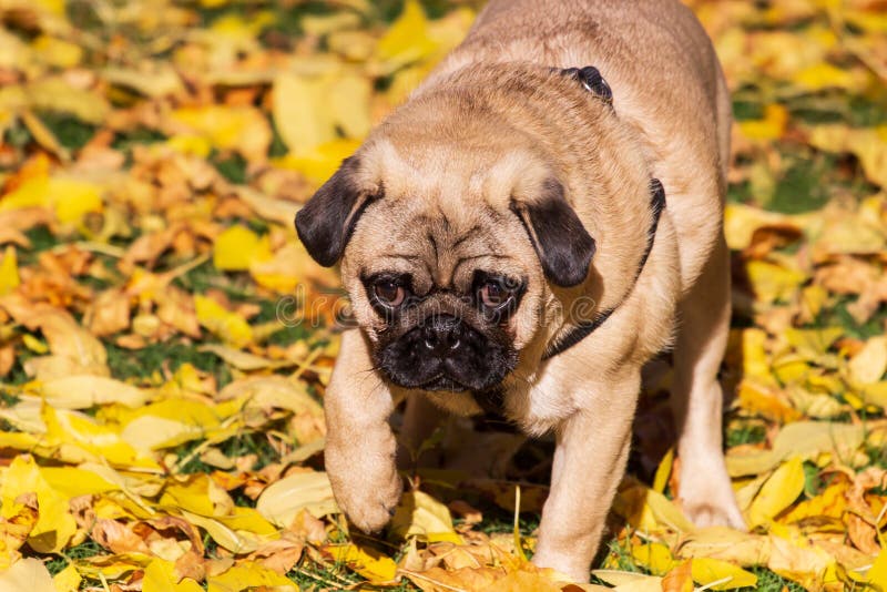 Pug Dog on the Leaves in Autumn Stock Photo - Image of happy, breed ...