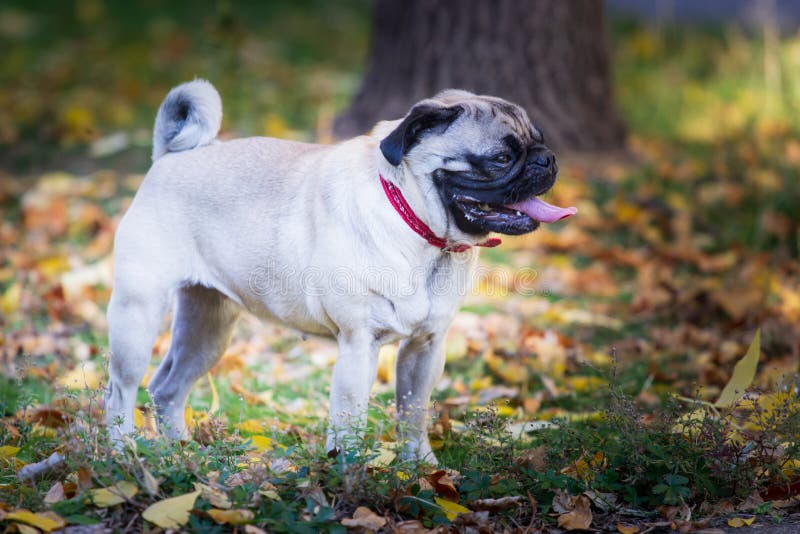 Pug Dog on the Leaves in Autumn Stock Photo - Image of young, dogs ...
