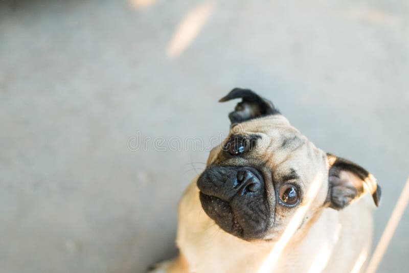 Pug Dog and lighting stock photo. Image of studio, domestic - 91224154