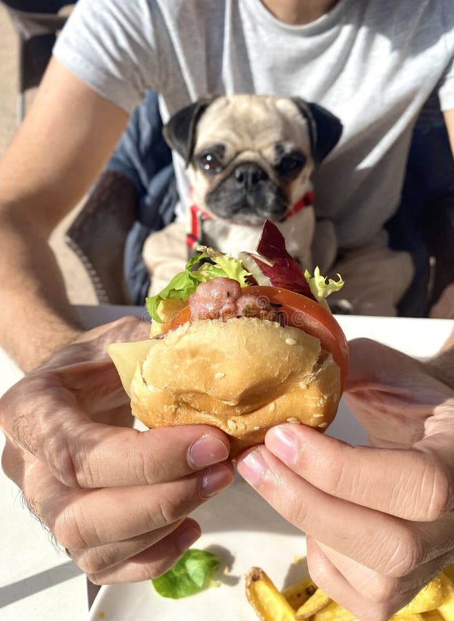 Pug Dog Looking at a Mini Hamburger in a Restaurant. Pet-friendly ...