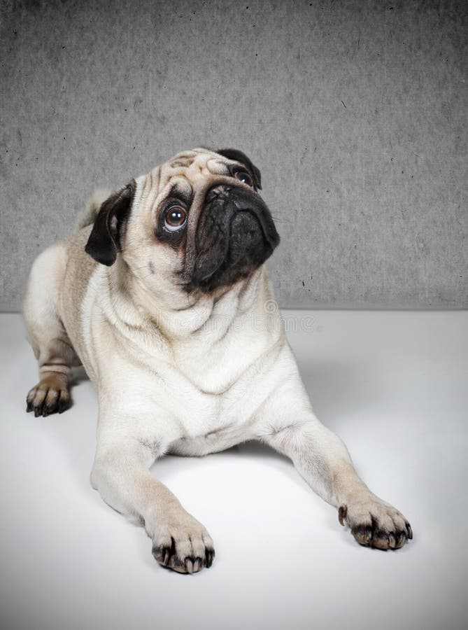 Cute Pug Looking Up stock photo. Image of animale, face - 11988336