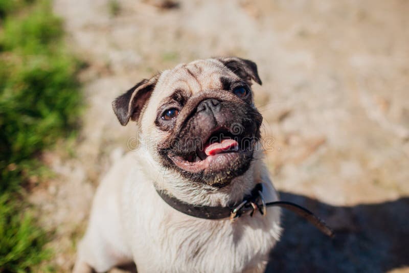 Pug Dog Looking Up. Happy Puppy Waiting a Command of Master. Dog ...