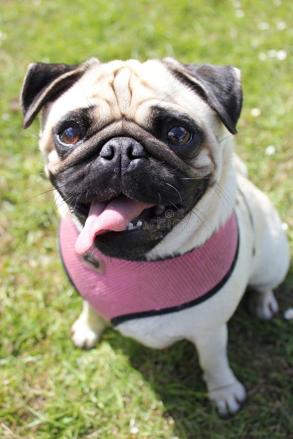 Pug dog looking up stock photo. Image of ears, care, confident - 55112248