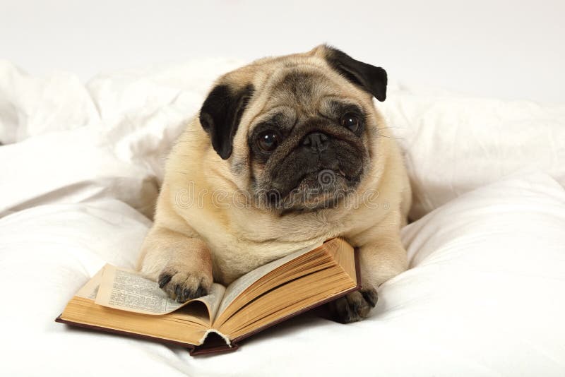 Pug dog reading a book stock photo. Image of purebred - 113053424
