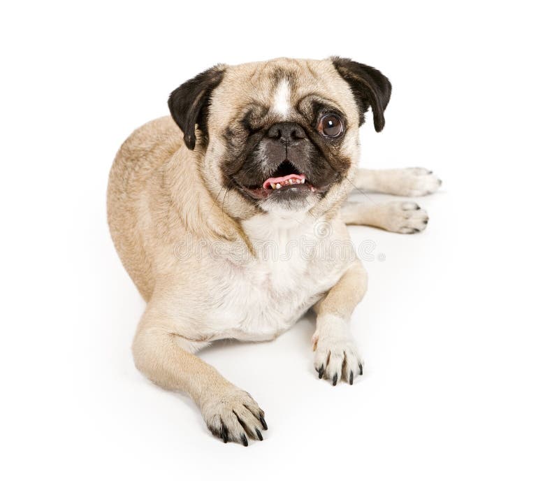 Pug Dog with one eye stock image. Image of white, isolated - 15698653