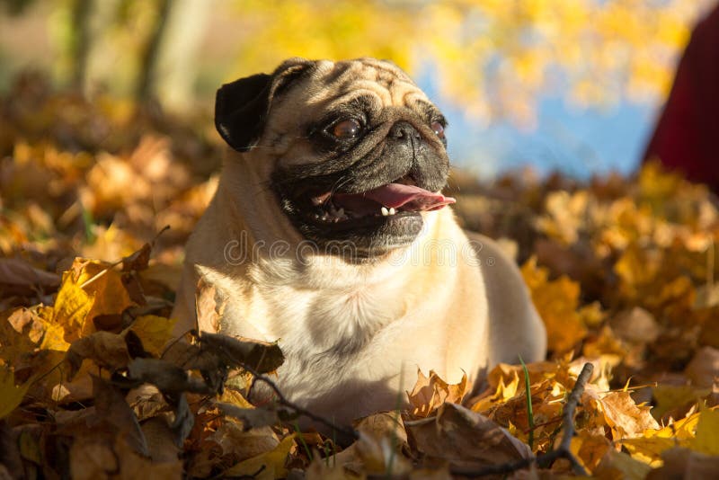 Pug dog in a park, autumn stock photo. Image of face - 142786300