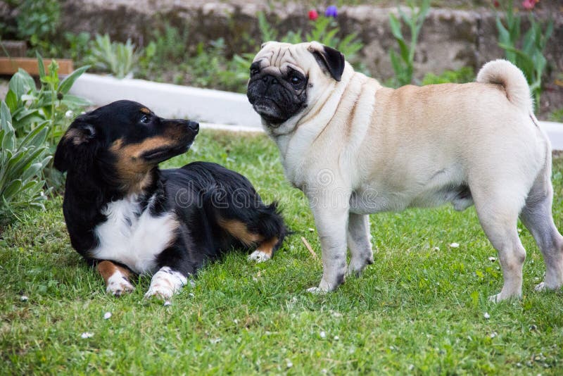 Pug dog play animals play stock image. Image of veterinary - 50422991