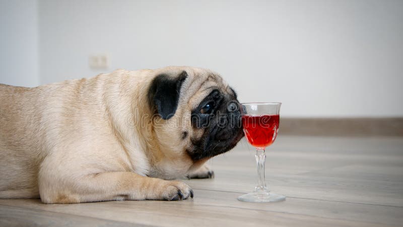 A Pug Dog is Poured Wine into a Glass. Slow Motion Stock Photo - Image ...