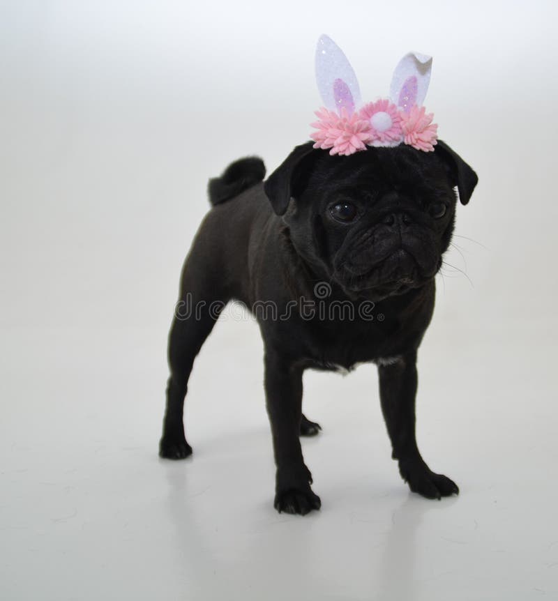 Pug dog with rabbit ears stock photo. Image of friend - 90735706