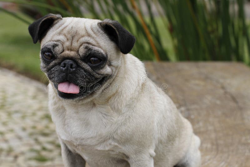 Pug Dog Race Course Smiling for Camera Stock Photo - Image of mammal ...