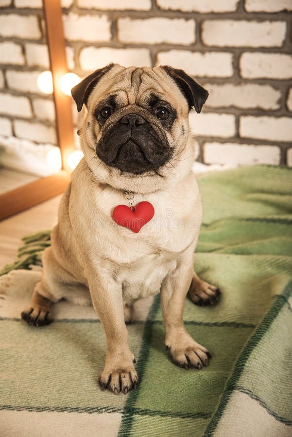 Pug dog stock image. Image of funny, closeup, cute, curiosity - 48545835