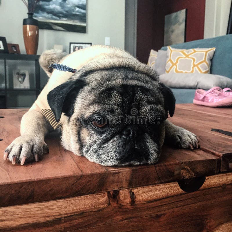Pug stock photo. Image of laying, relaxing, thinking - 75689894
