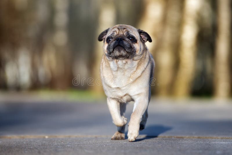 Pug dog running outdoors stock image. Image of beauty - 92186991