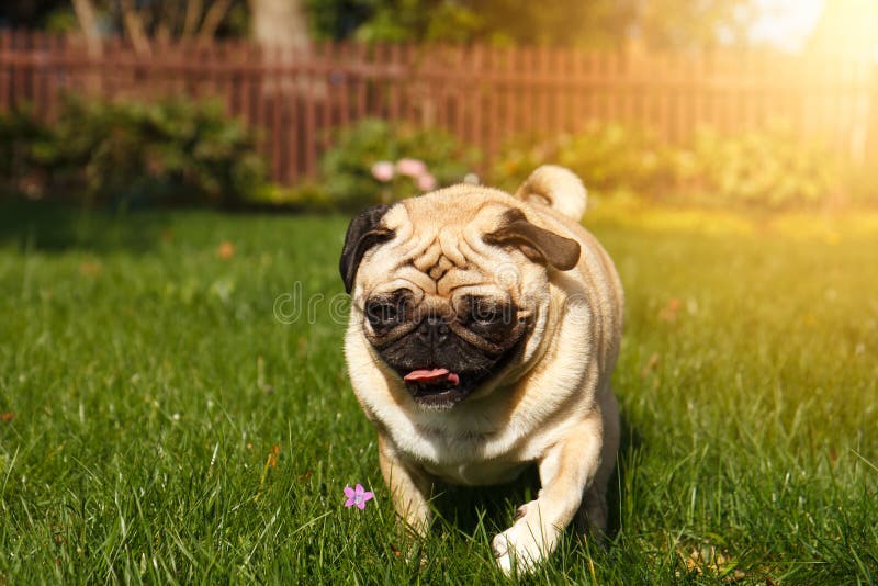 Pug dog running stock photo. Image of mammal, sunset - 100742344