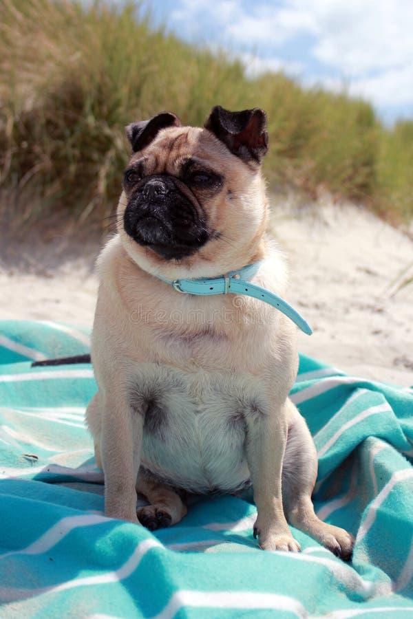 Pug Dog on a sandy beach stock photo. Image of beach - 40116832