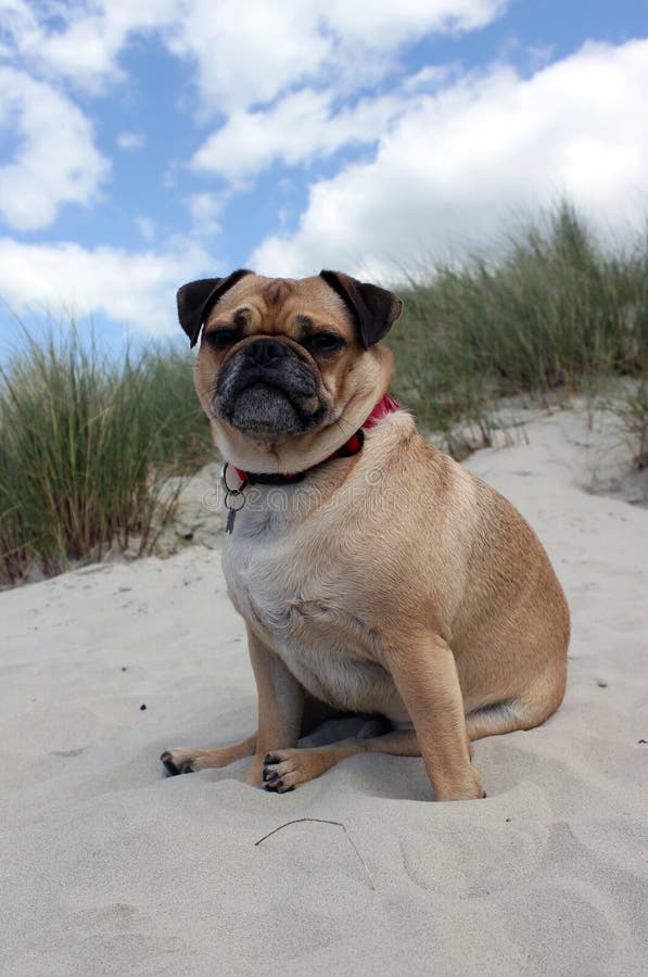 Pug Dog on a sandy beach stock photo. Image of beach - 40116832
