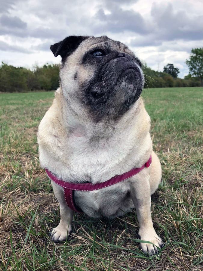 Pug Dog Sat On Grass Looking Up Stock Image - Image of close, evening ...