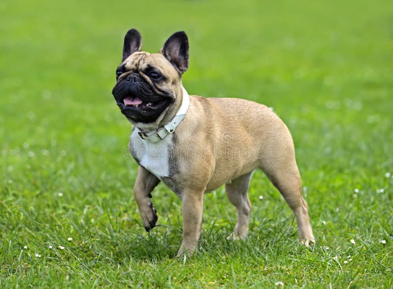 Pug dog stock image. Image of suit, meadow, wildlife - 42112859