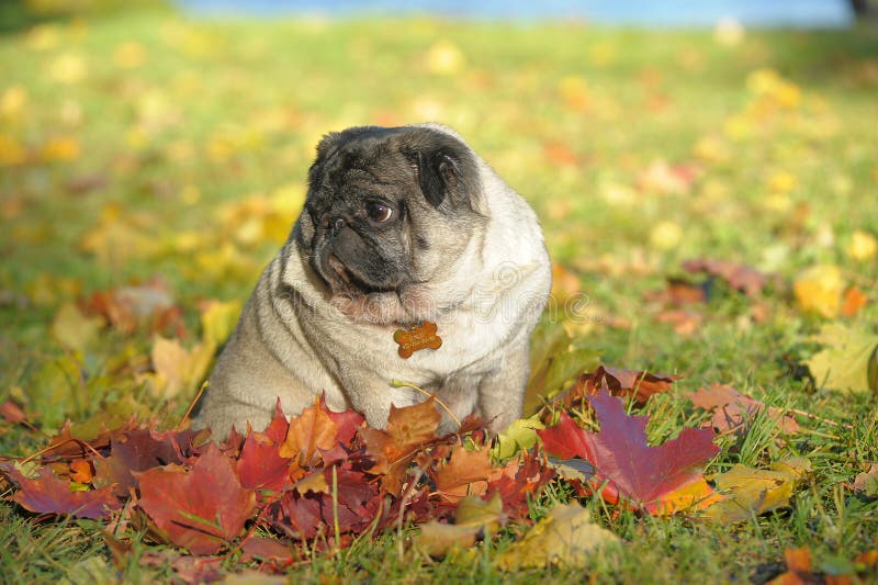 Pug dog stock photo. Image of breeding, copyspace, adult - 34231302