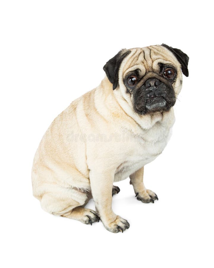 Pug Dog Sitting Side Looking Forward Stock Photo - Image of purebred ...