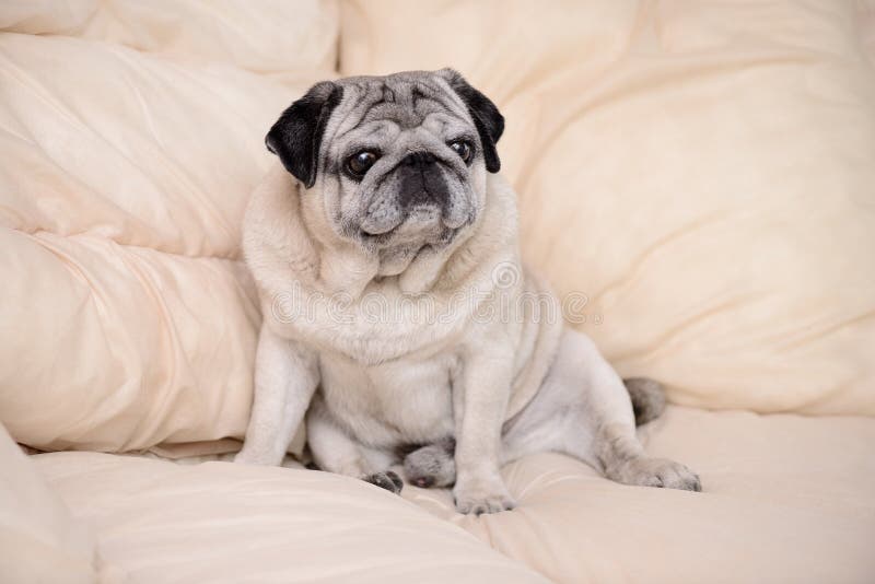 Pug dog sitting on sofa stock image. Image of home, portrait - 96874149