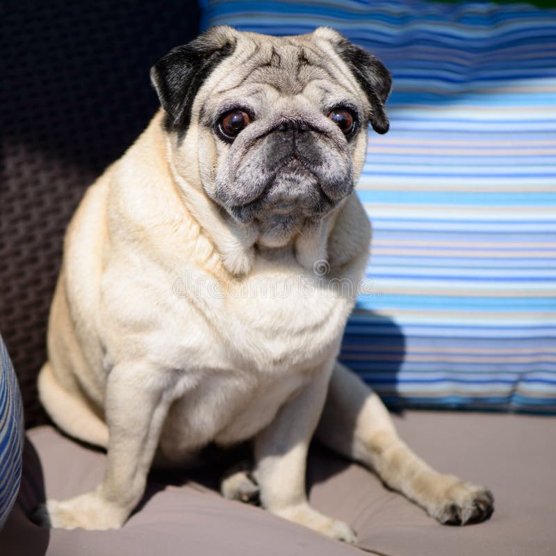 Pug Dog Sitting on Soft Armchair Stock Photo - Image of haired, breed ...