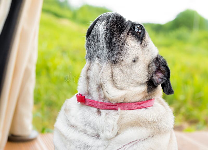 Pug Dog Sitting and Watching Over Stock Photo - Image of breed, looking ...