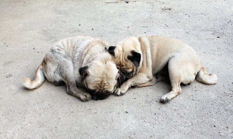 Pug dog sleep together stock image. Image of looing, sleep - 64564523