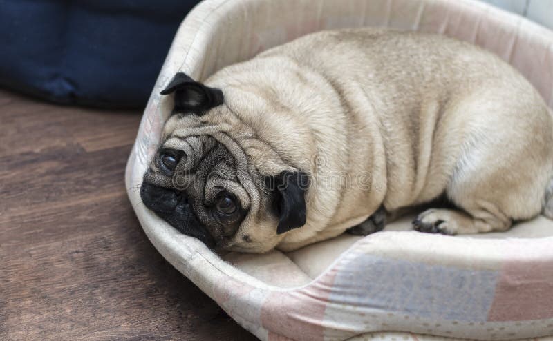 Pug Dog Sleeps on His Beige Rug Stock Image - Image of mammal, place ...