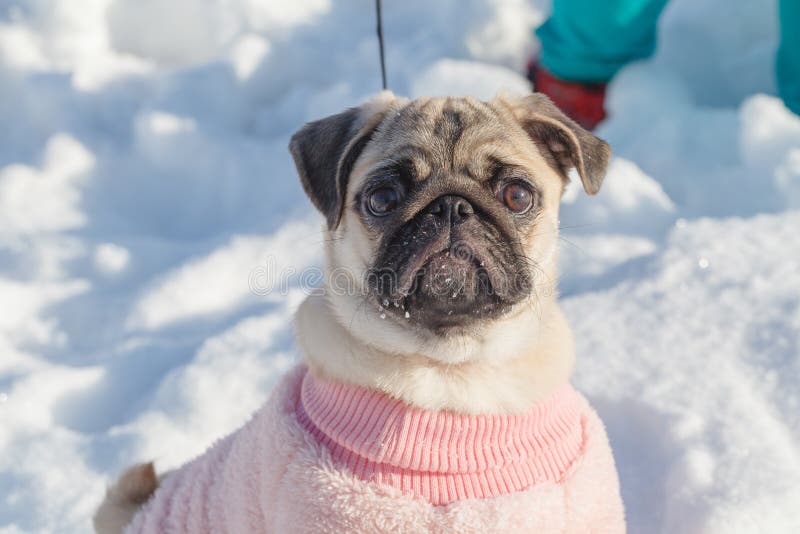 Pug-dog in snow day stock photo. Image of cute, love - 110302664