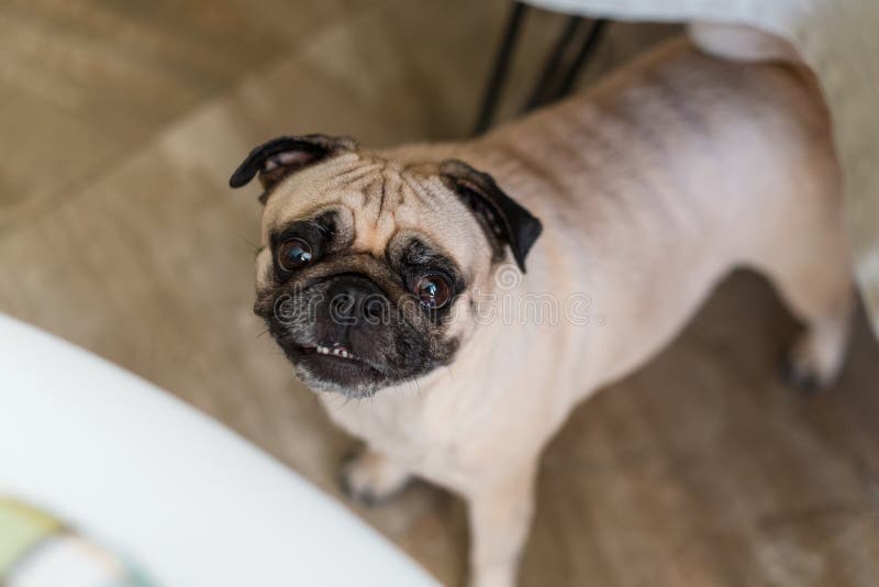 Pug Dog Standing Under the Table Waiting for Food in the Kitchen. Stock ...