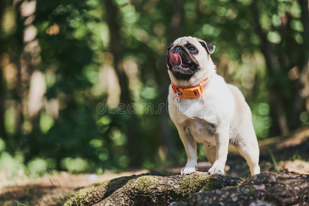 The Pug Dog Stands Leaning on a Tree Trunk in the Forest Stock Photo ...